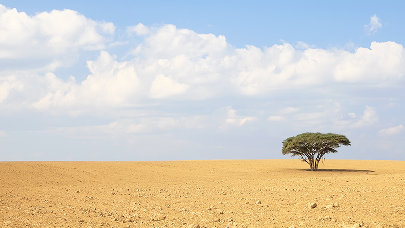 Reclaiming the Desert with an Intelligent Green Thumb